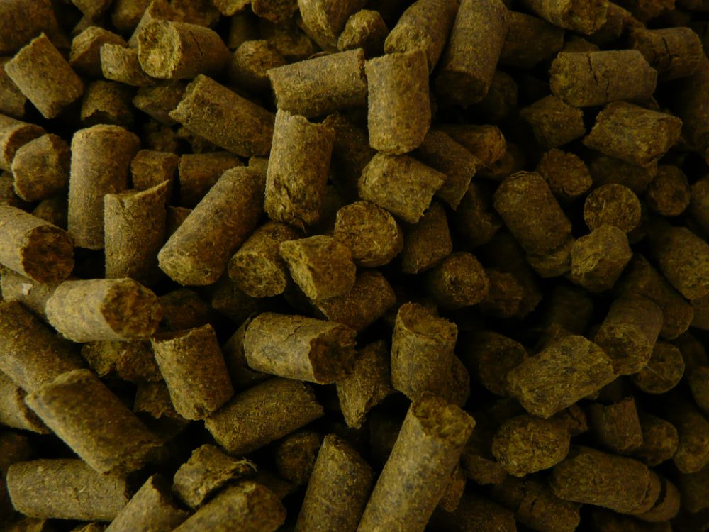 What Are Hops? A Beginner's Guide to Hops in Beer