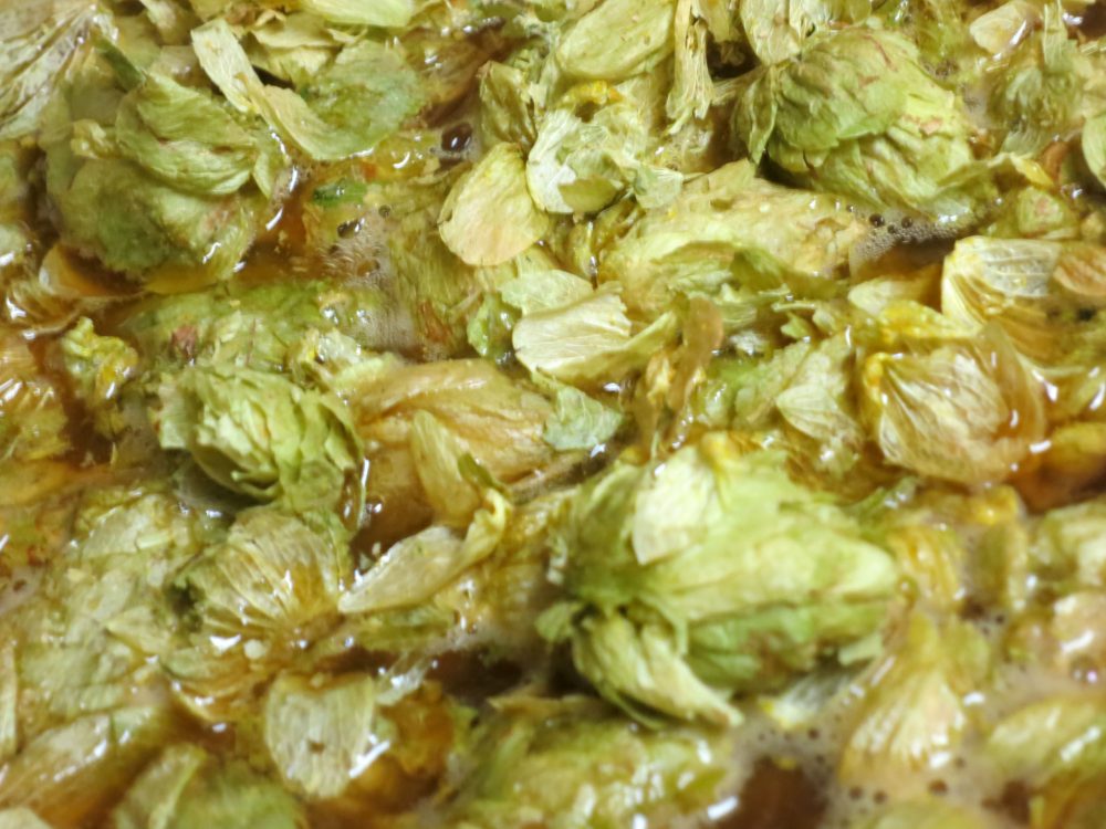 What Are Hops? A Beginner's Guide to Hops in Beer